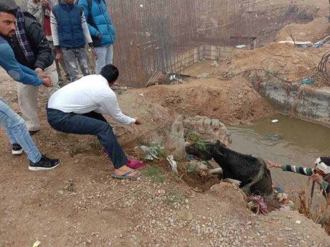निर्माणाधीन 30 फीट गहरे गुड़गुड़िया नाले में गिरी गाय, कड़ी मशक्कत से ...