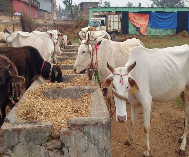 व्यवसाय ने दूर कर दी 'गंगा', अब सहारा दे रहे 'शंकर': दुग्ध उत्पादन की ...