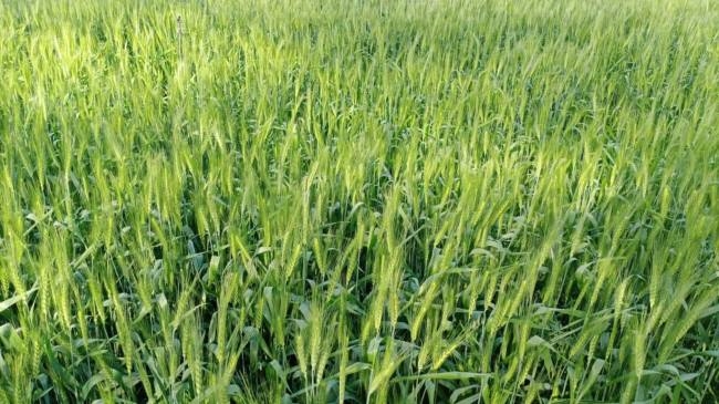 मौसम की मार से बाली में मर रहा गेहूं - Wheat dying in Bali due to ...