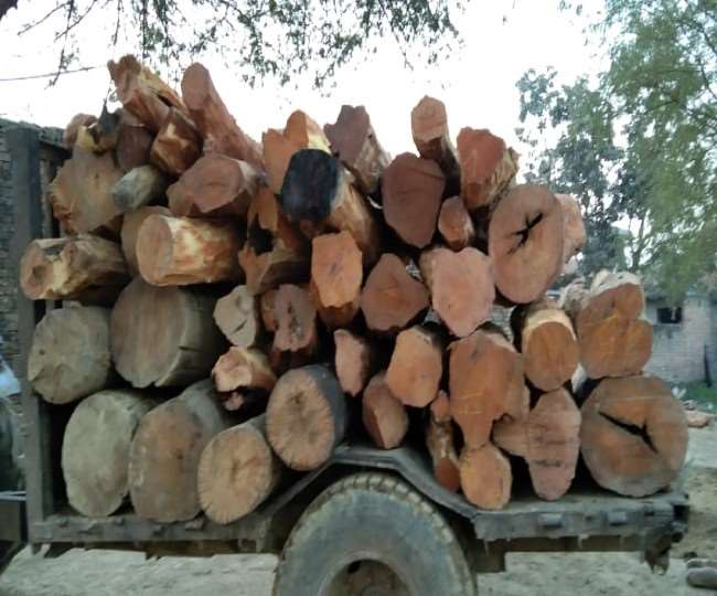 श्रावस्ती में छापेमारी में बरामद हुई 10 लाख की खैर की लकड़ी, वनमाफिया ...