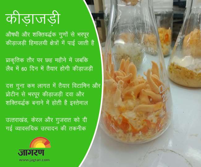 Keeda Jadi : 20 लाख रुपए किलो तक बिकने वाली हिमालयी कीड़ाजड़ी DRDO ने ...