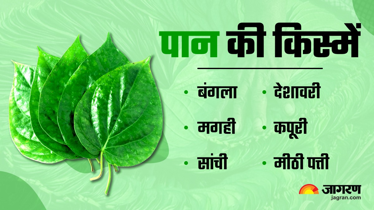 पान Paan - paan betel leaf benefits uses side effects home remedies types