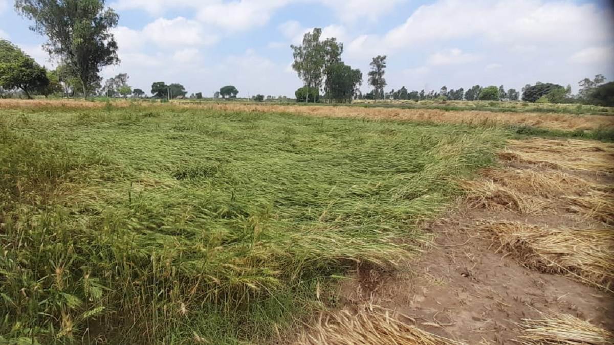 Crops Destroyed In UP: वर्षा-ओलावृष्टि से 10 जिलों में 1.02 लाख किसानों ...
