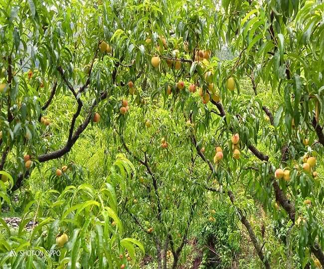 मौसम और लॉकडाउन ने पहाड़ी फल उत्पादकों की तोड़ी कमर, रामनगर में 20 ...