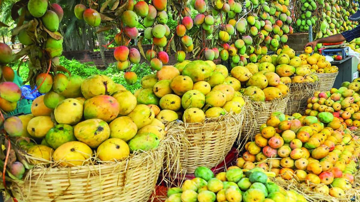 Mango of UP: मुंबई पहुंचा यूपी का दशहरी, चौसा और लगड़ा आम ...