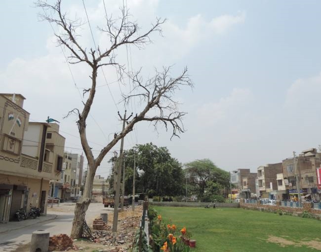 10 साल में लक्ष्य दोगुना फिर भी नहीं बढ़ा हरियाली का क्षेत्र - The ...