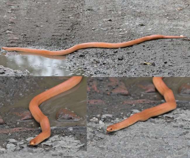 दुधवा के जंगल में फ‍िर द‍िखा रेड कोरल कुकरी सांप, सड़क पार कराने के ल ...
