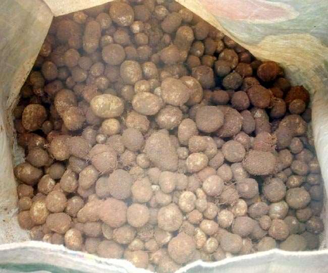 यह है झारखंड का वेज मटन, कैंसर-अस्थमा जैसे रोग में है फायदेमंद - Rugda ...