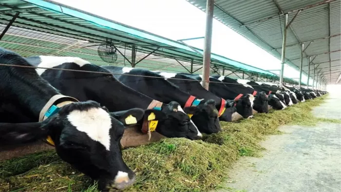 बिहार में पशुपालन के लिए मिल रही लाखों रुपए की सब्सिडी, यहां आवेदन कर ...