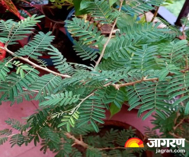 Sawan 2025: सावन में इन पौधों को लगाने से बिगड़े काम होंगे पूरे, बरसेगी ...