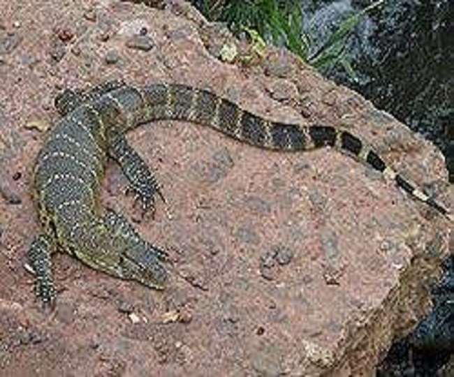 गोह के लुप्तप्राय होने पर चिंतित वन्य जीव वैज्ञानिक, दवाई व चर्म उत्पाद ...