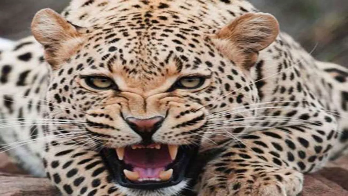 Leopard In Shimla: शिमला के शहरी क्षेत्र में पहुंचा तेंदुआ, कोटखाई में ...