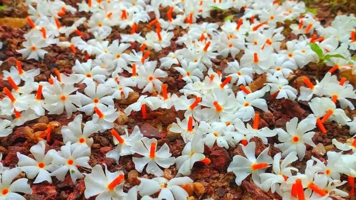 Vastu Tips: आज ही घर में लगाएं ये 5 फूल के पौधे, खींचा चला आएगा पैसा ...