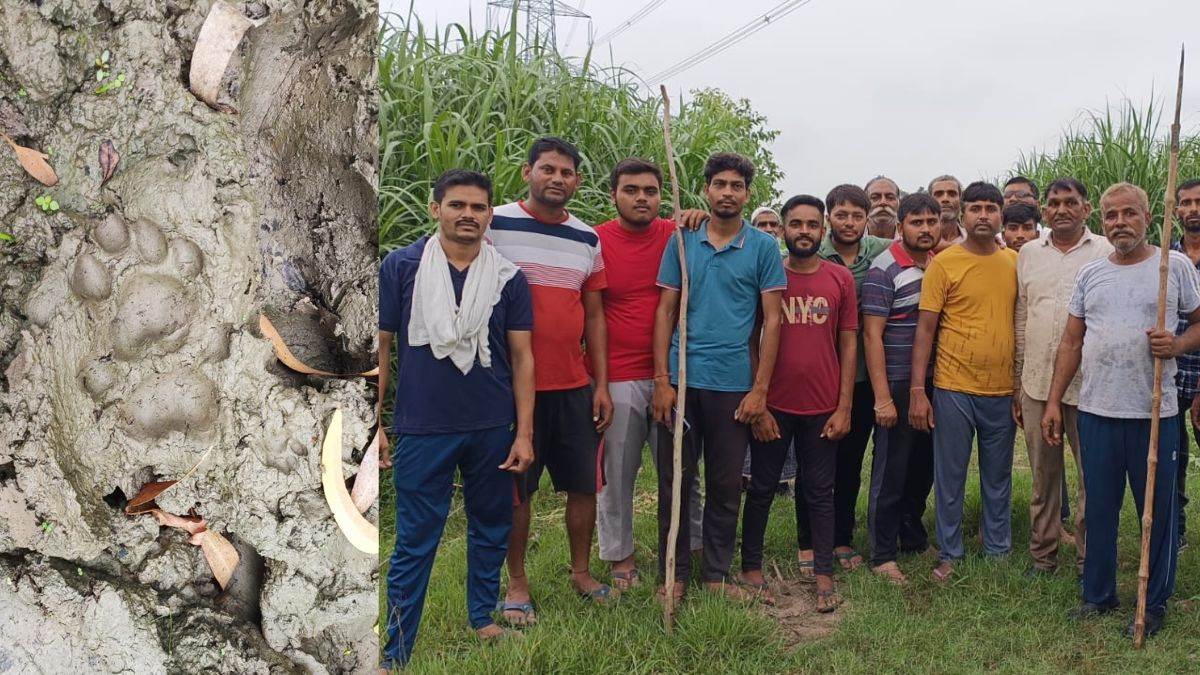 Bijnor News: चारा काटने गए व्यक्ति पर गुलदार ने किया हमला, ग्रामीणों की ...