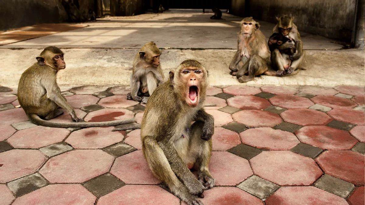 Monkey Terror: उत्तराखंड में बंदरो का आतंक, स्कूल की छत पर डाल रहे हैं ...
