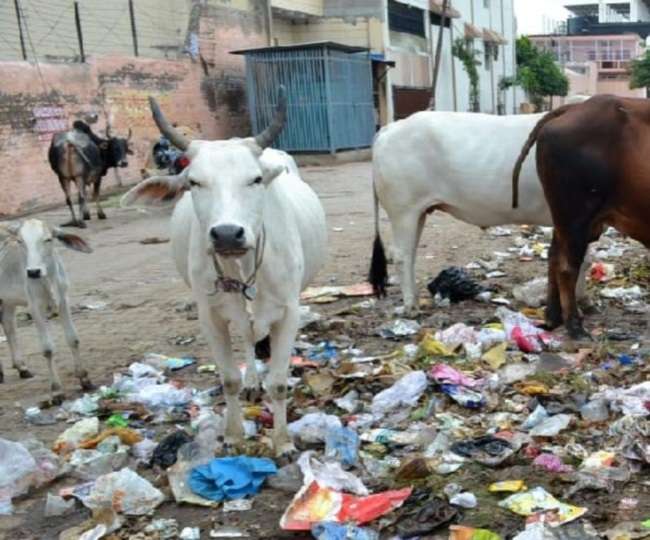 Gandhi Jayanti 2019 : बापू, यहां तो अभी भी सिसक रहीं गोपाल की गायें ...