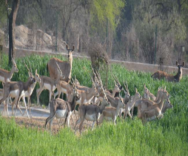 हिसार में 1 वर्ष में 50 से ज्यादा काले हिरणों का हो चुका शिकार, बिश् ...