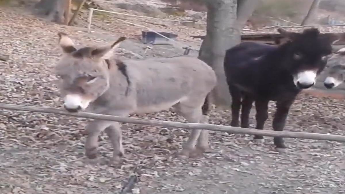 Viral Video: गधे के गुट में से निकला स्मार्ट डंकी, लोग उसकी समझदारी देख ...