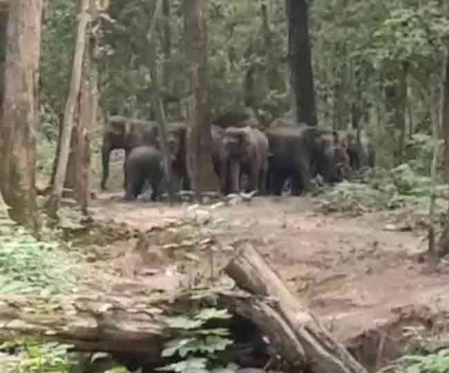 हाथियों की चिंघाड़ से सहमे ग्रामीण, वन विभाग अलर्ट; क्षेत्र में बढ़ा दी ...