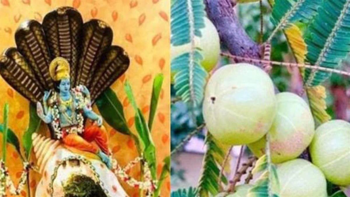 Akshay Navmi 2022 : आंवला के वृक्ष के नीचे भोजन पकाकर परिवार के साथ ...