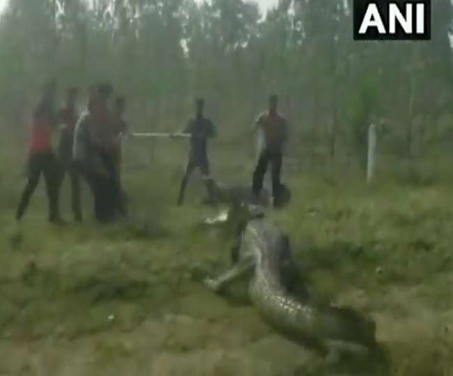 Crocodile Rescue Video: नहर से खेत में आया 12 फीट लंबा मगरमच्छ, काबू ...