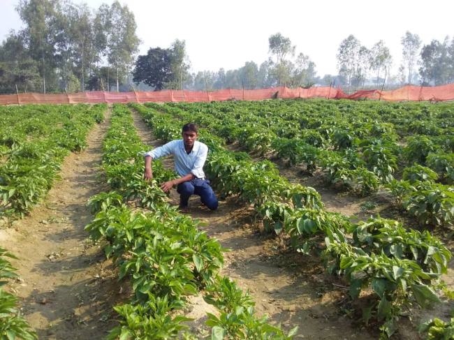तीखी मिर्च किसानों के जीवन में घोल रही मिठास - chilly farming proves ...