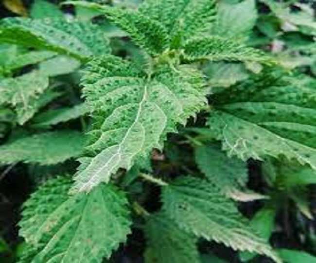 पहाड़ के बिच्छू घास में खोजे गए कोरोना वायरस से लड़ने वाले यौगिक ...