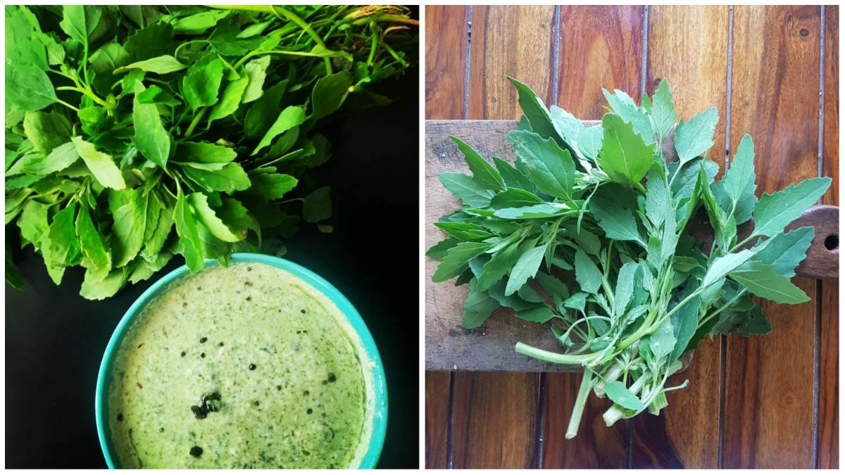 Bathua Benefits: लीवर हेल्दी रखने के साथ इम्युनिटी बढ़ाने में भी बेहद ...