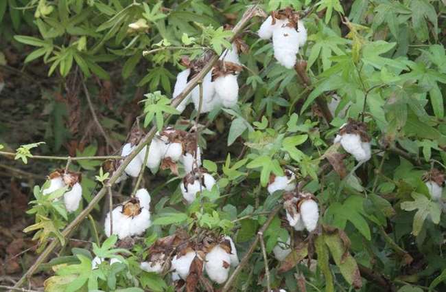 फतेहाबाद में नरमा कपास का प्राइवेट एजेंसी का भाव पहुंचा 5700 के पार ...