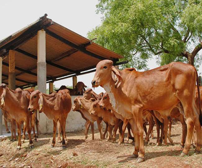 गोसेवा का छाया ऐसा जुनून कि छोड़ दी इंजीनियर की नौकरी, बनाया अटल गोसेवा ...