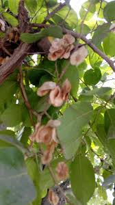 संरक्षित किए जाएंगे चिलबिल, जंगल जलेबी, निर्गुंडी के पेड़ Prayagraj ...