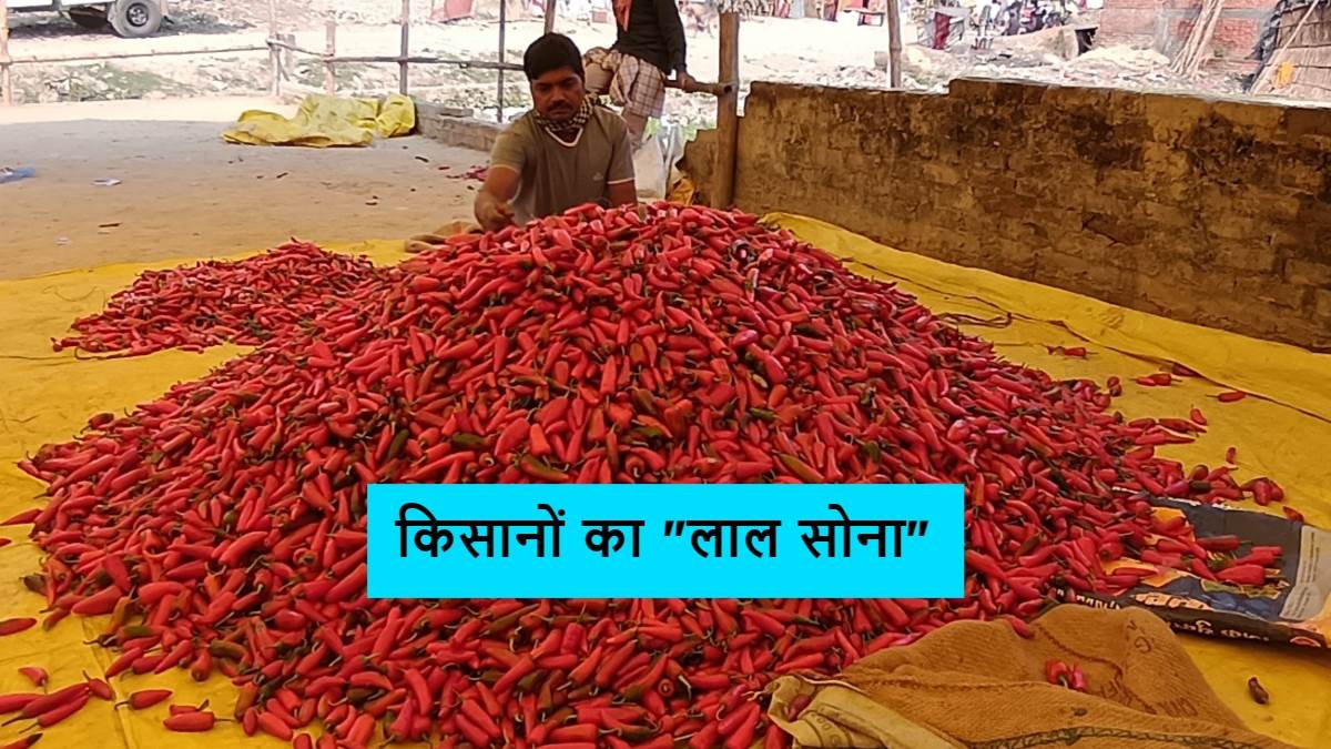 Azamgarh News: ‘लाल सोना’ की उपज से किसानों के चेहरे पर दिखने लगी लाली ...