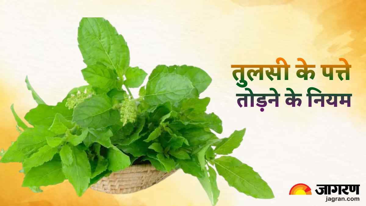 Vastu Tips For Tulsi तुलसी के पत्ते तोड़ते समय बिल्कुल भी न करें ये गलतियां वरना दुर्भाग्य 