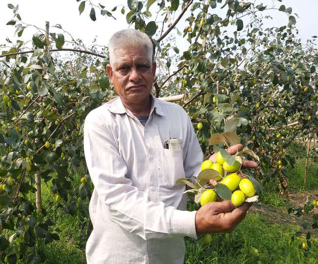 बेर सी मीठी ‘बेर वाले अंकल’ की सफलता 16 एकड़ खेत से सालाना 45 लाख की ...