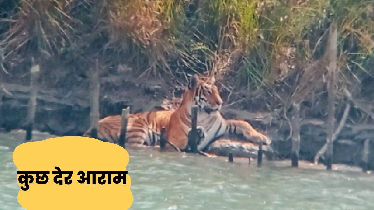 Pilibhit Tiger Reserve : मौसम बदलते ही टाइगर रिजर्व की नहरों में नहाने ...