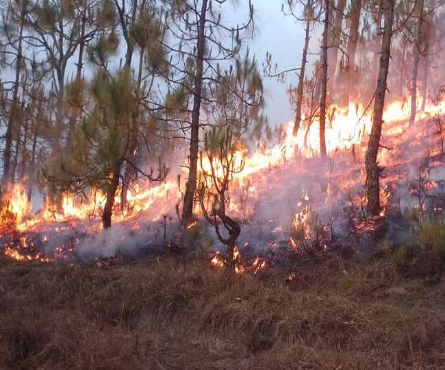 अल्मोड़ा में एक साथ सात घटनाओं में 19 हेक्टेयर जंगल राख, वन विभाग काबू ...