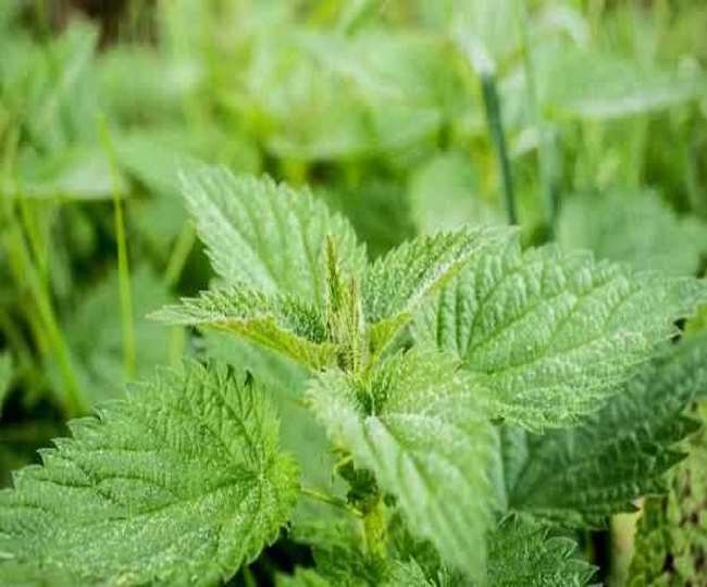 बिच्छू से तैयार होगा कपड़ा देगा रोजगार; आइआइटी ने खोजा फैब्रिक तैयार ...