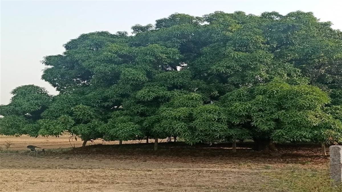 Lucknow News: विरासत वृक्षों की सूची में शामिल हो चुके हैं लखनऊ के ये ...