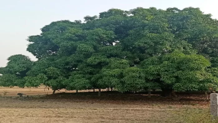 Lucknow News: विरासत वृक्षों की सूची में शामिल हो चुके हैं लखनऊ के ये ...