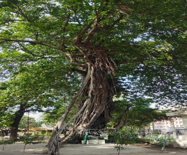Lucknow News: विरासत वृक्षों की सूची में शामिल हो चुके हैं लखनऊ के ये ...