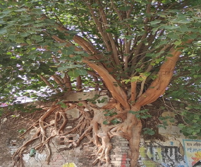Lucknow News: विरासत वृक्षों की सूची में शामिल हो चुके हैं लखनऊ के ये ...