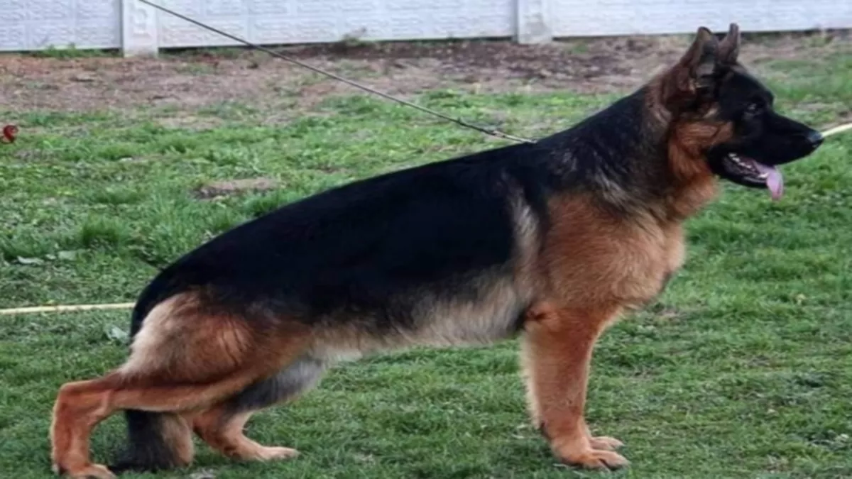 कुत्ते का मालिक कौन, लड़ाई पहुंची थाने, मंदिर में भगवान की कसम खाकर ...