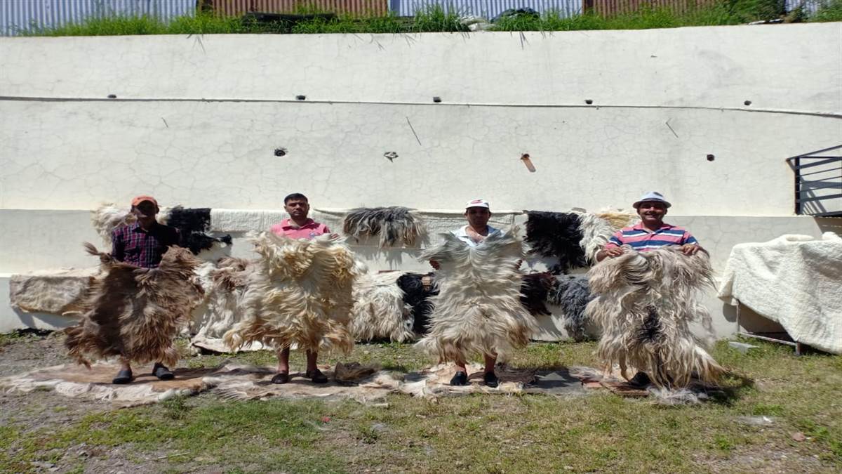 सिरमौरी संस्कृति को बचाने के लिए राजगढ़ के जालग में हो रहा भड़ाल्टू ...