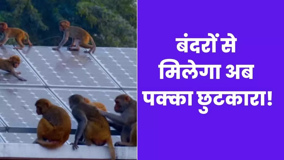 अब छत पर लगे सोलर पैनल, एंटीना और टंकी पर नहीं आएंगे बंदर! आ गए तो खुद ...