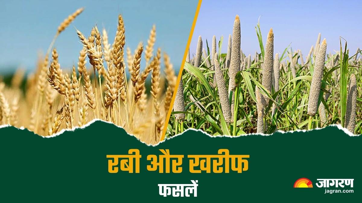 Rabi and Kharif Crops: जानें क्या हैं रबी और खरीफ फसलें? कौन-कौन सी ...