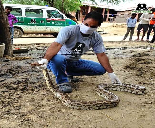 Rescue Operation: आगरा के गांव में फैली दहशत, एक दिन में चार अजगर, सहमे ...