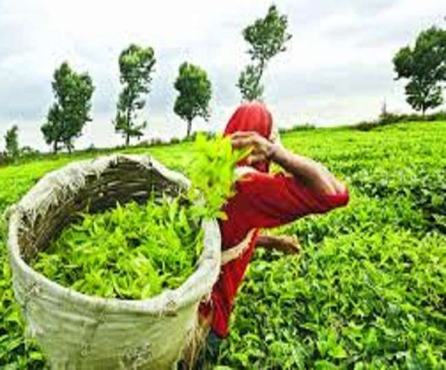 कभी दार्जिलिंग को टक्कर देती थी चौकोड़ी व बेरीनाग की चाय उपेक्षा के ...