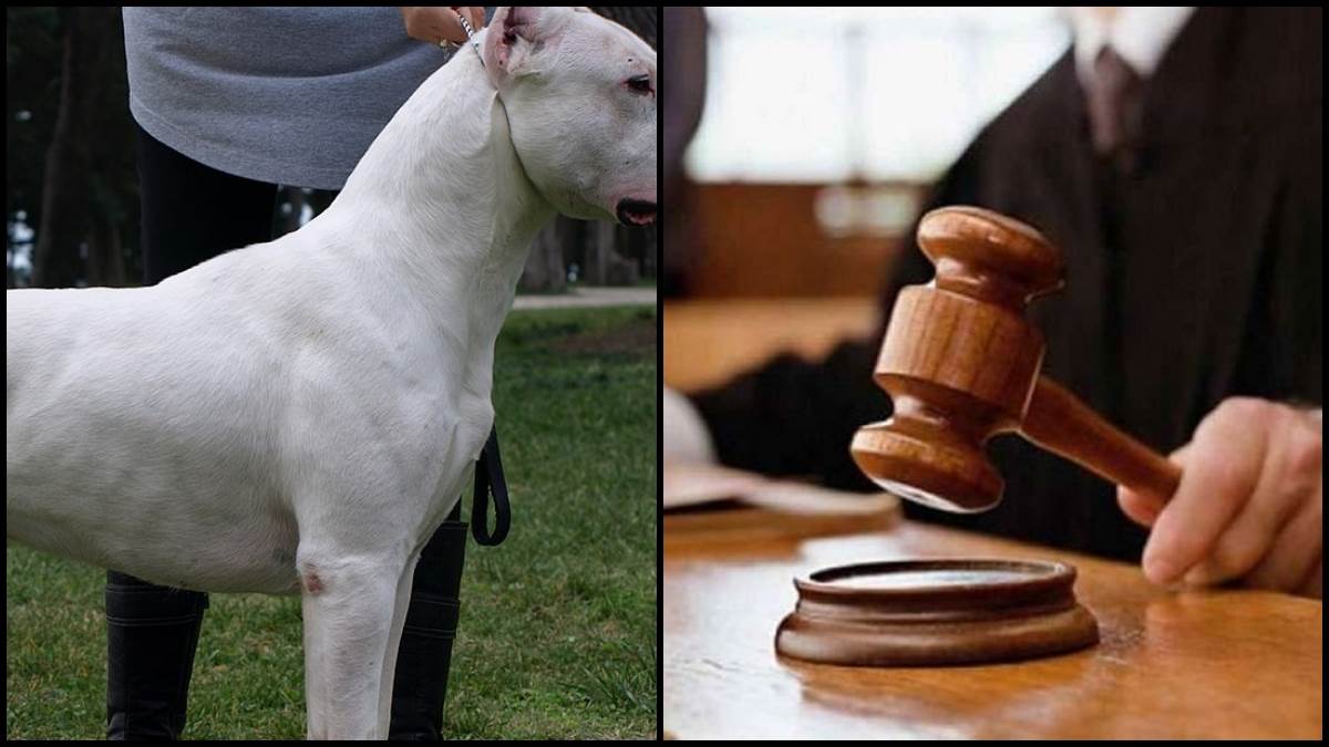 कोर्ट पहुंचा कुत्ते का विवाद: अर्जेंटीनो डोगो नस्ल का है कुत्ता, अभी ...