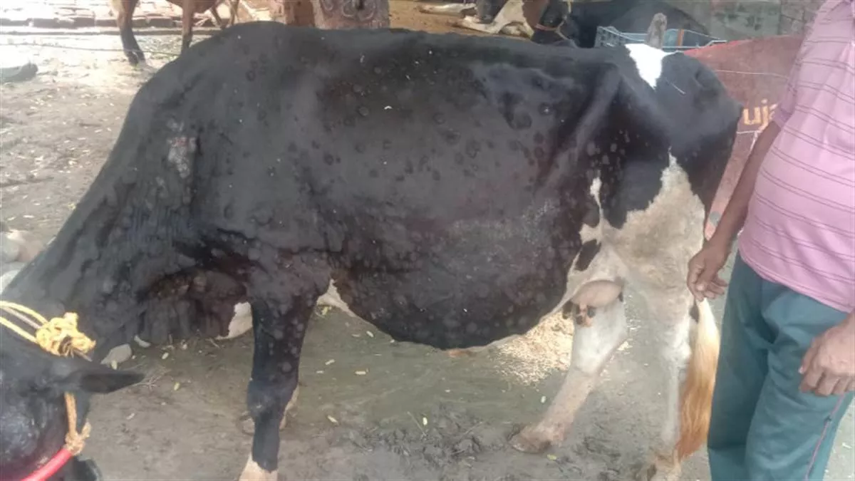 Lumpy Skin Disease: हिमाचल लंपी चर्म रोग से 24 घंटे में 158 पशु और मरे ...