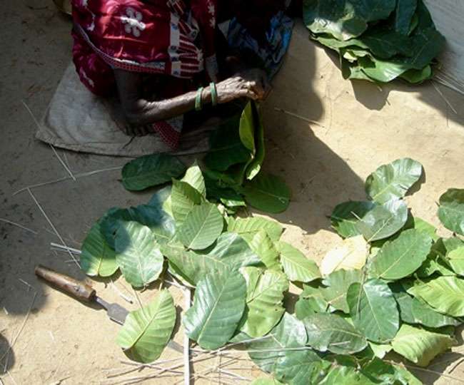 अब दोना-पत्तल बनाने वालों की होगी चांदी, सरकार की नजर-ए-इनायत का इंतजार ...